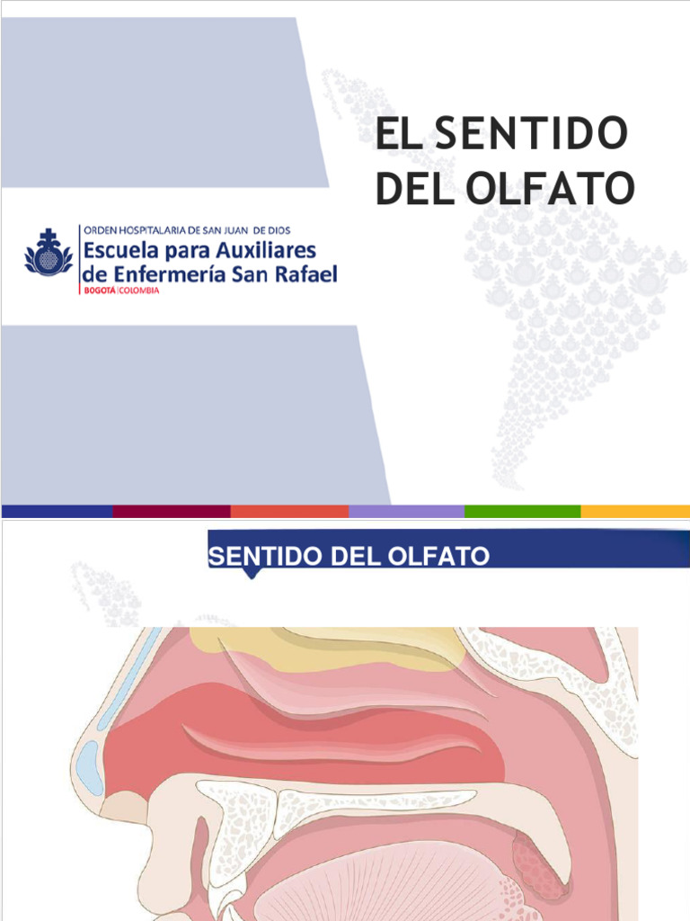 Función y Anatomía del Olfato | PDF | Sentidos | Rinología