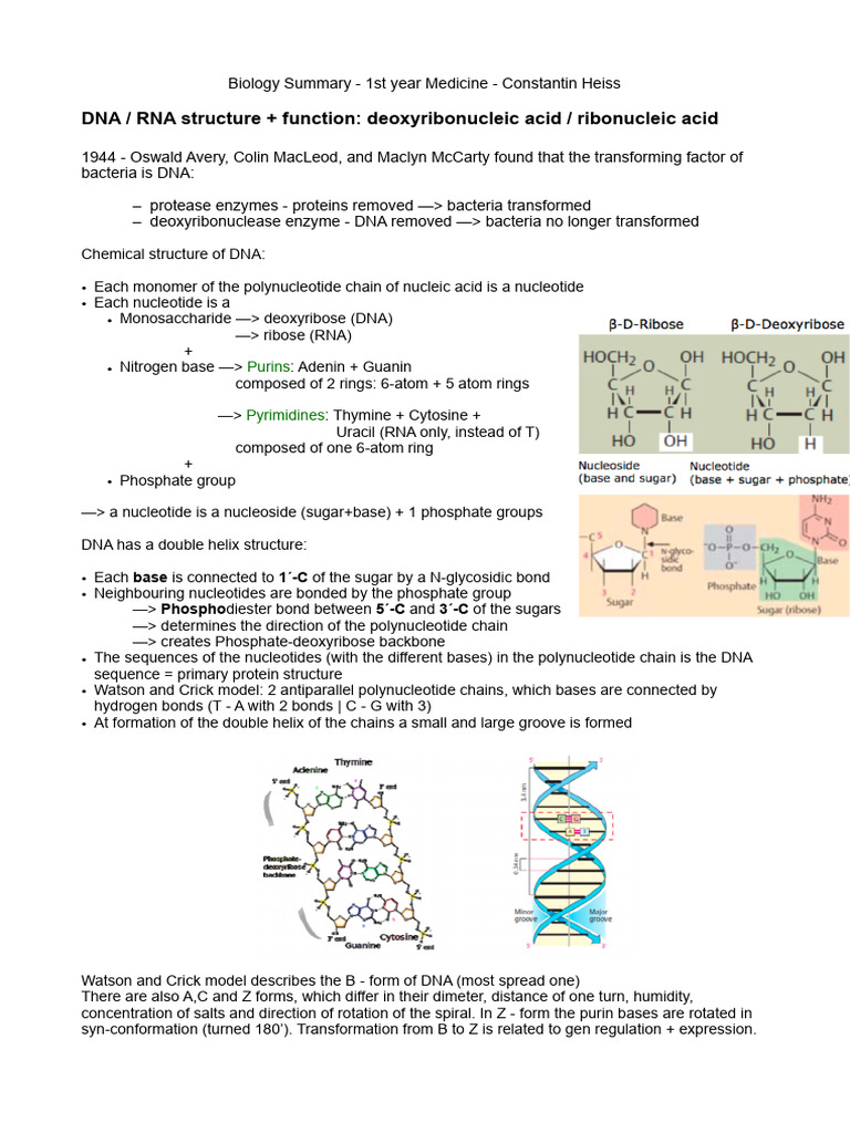 Summary Notes | PDF | Dominance (Genetics) | Dna Replication