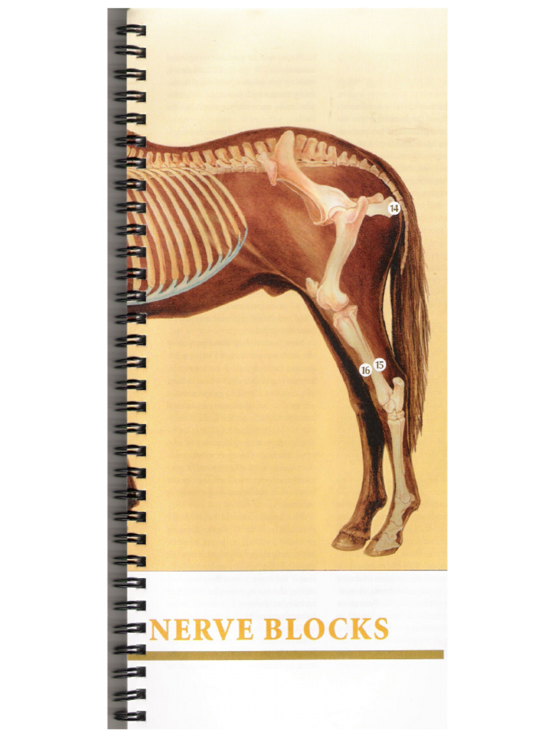 A Guide To Equine Joint Injection and Regional Anesthesia (074-110) | PDF