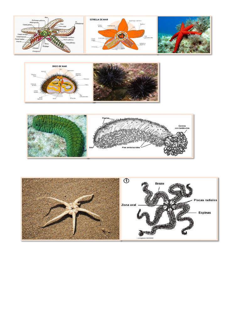 Biología - Equinodermos | PDF
