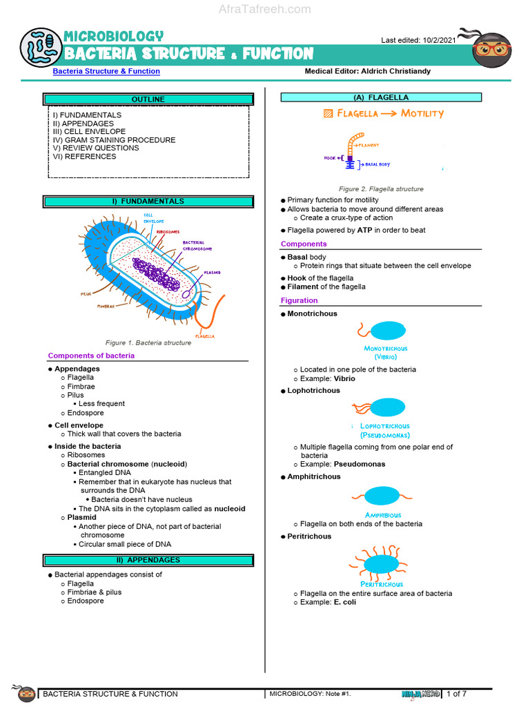 5. Bacteria Structure & Function atf | Download Free PDF | Bacteria ...