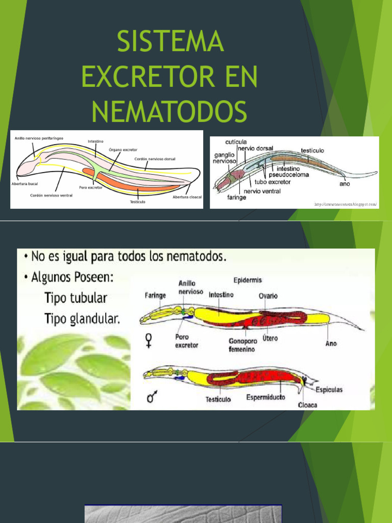 Sistema Excretor en Nematodos | PDF