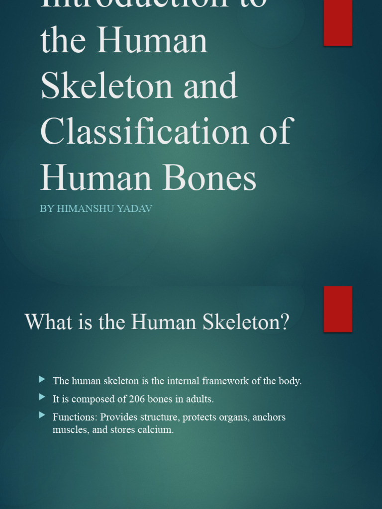 Human Skeleton | Download Free PDF | Bone | Skeleton