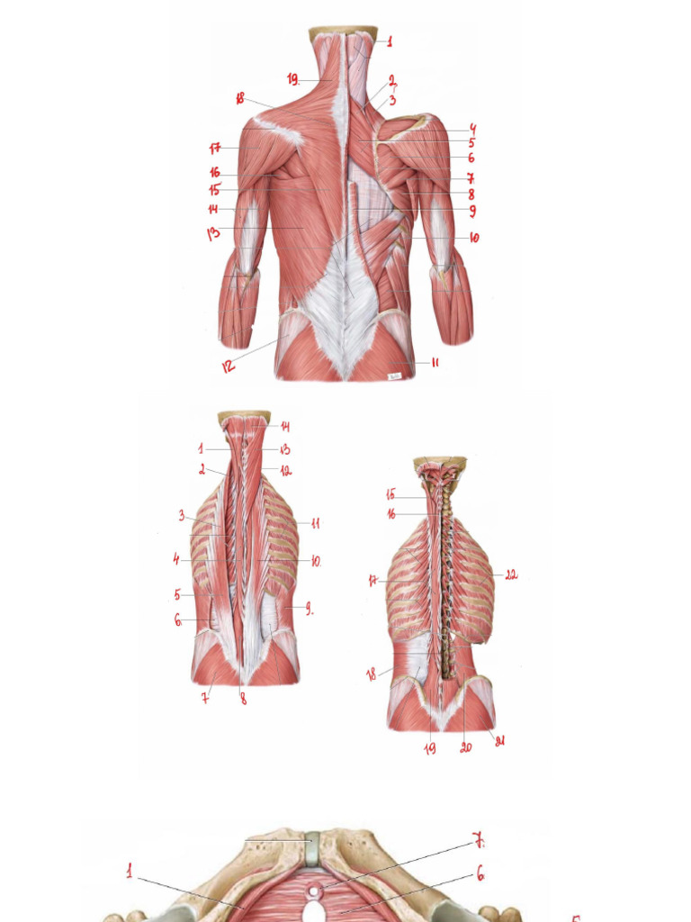 Trunk Muscles Figures | PDF