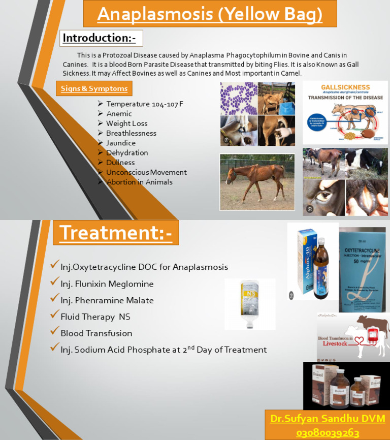 Anaplasmosis in Bovine and Canines Guide | PDF