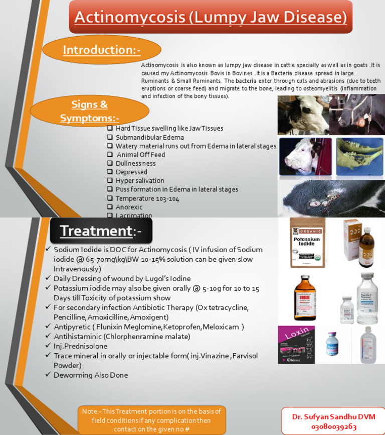 Actinomycosis (Lumpy Jaw) | PDF