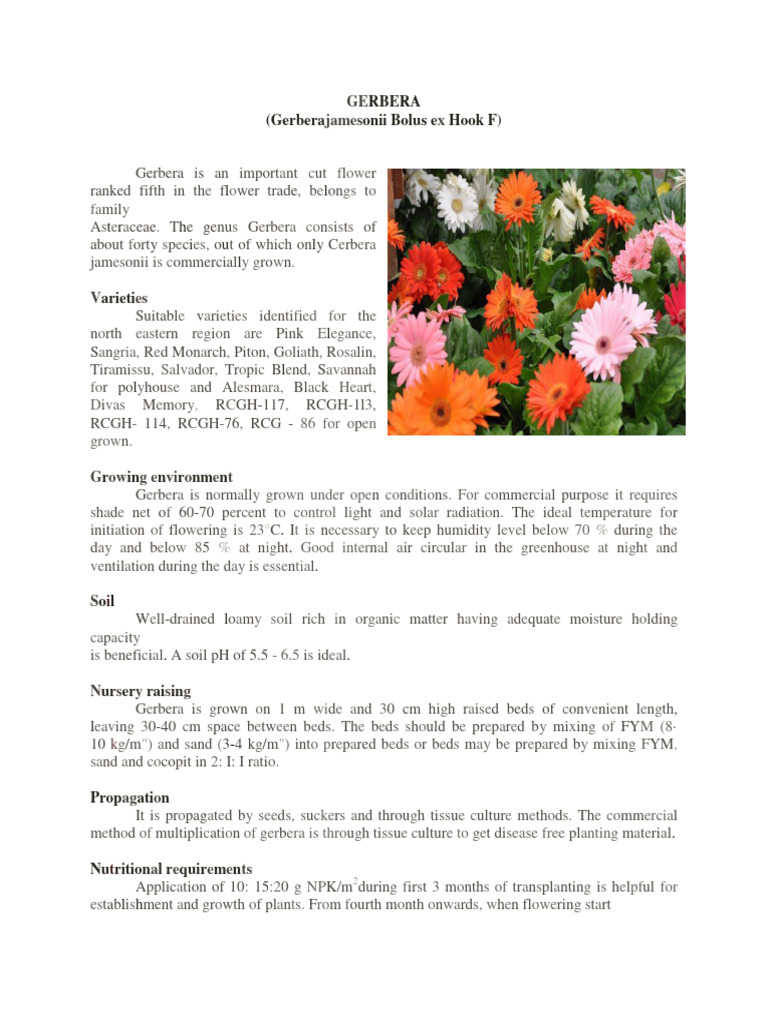 GERBERA | PDF | Soil | Botany