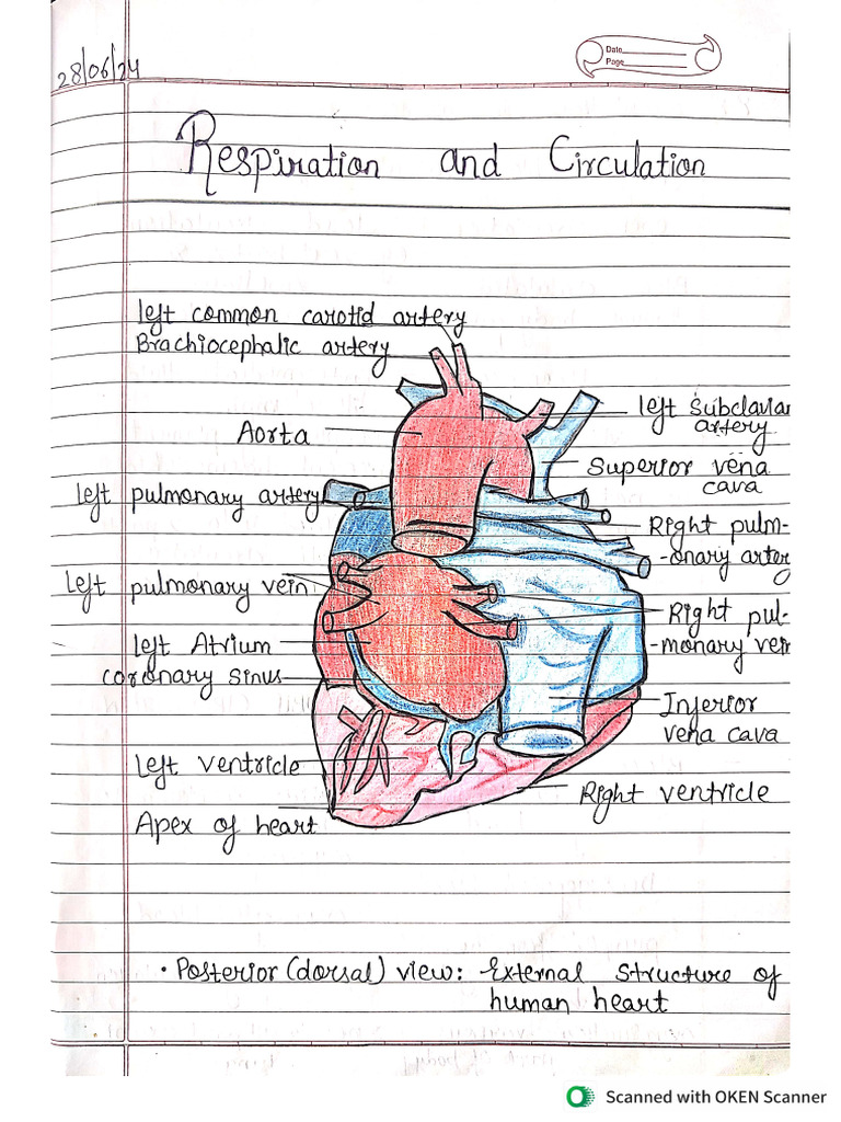 Circulation (Biology Notes) | PDF