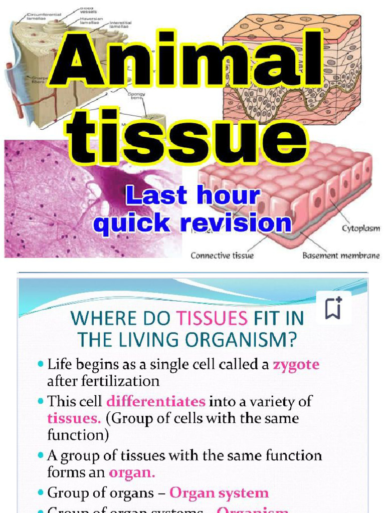 Animal Tissue | PDF