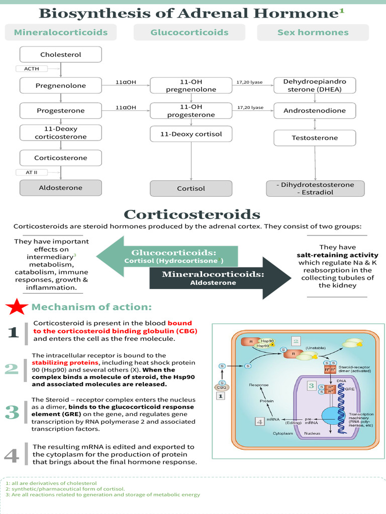 Corticosteroids: Pharmacology & Effects | PDF | Glucocorticoid | Cortisol