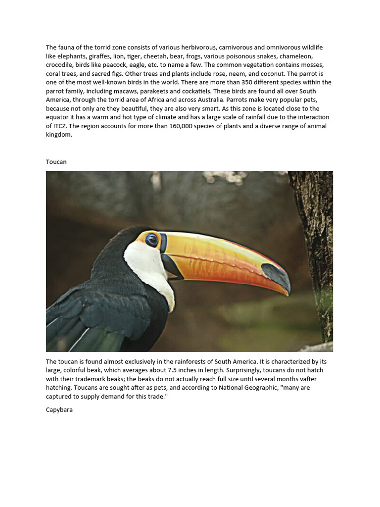 The Fauna of The Torrid Zone Consists of Various Herbivorous | PDF ...