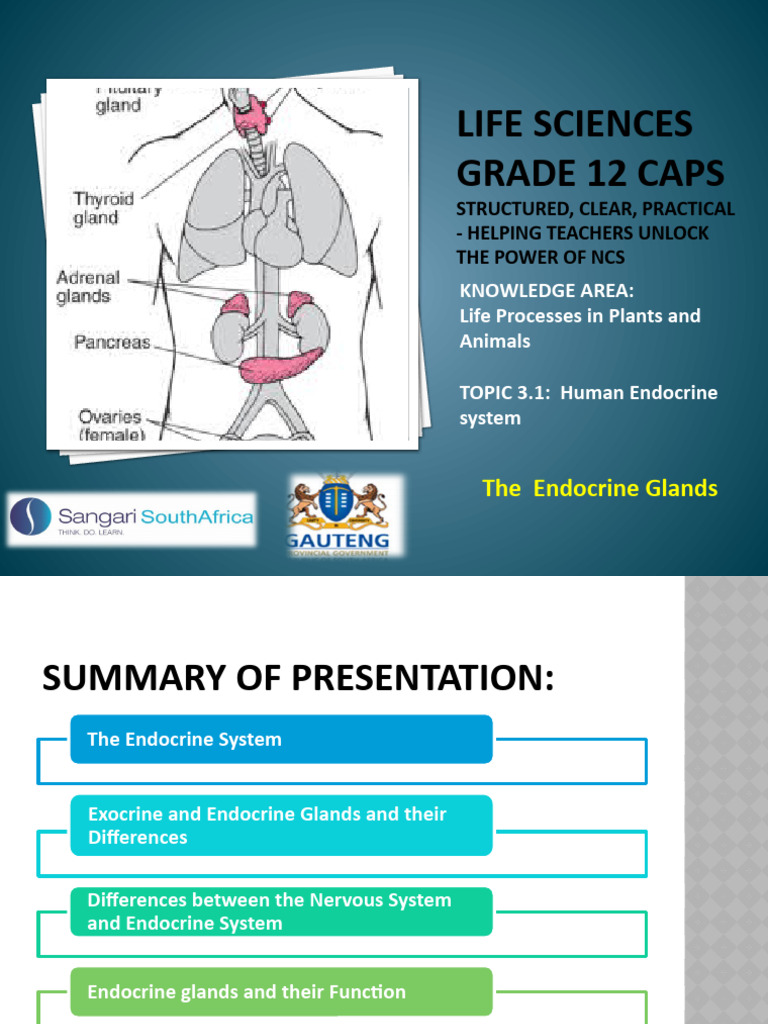 PP17. Human Endocrine System | PDF | Menstrual Cycle | Endocrine System
