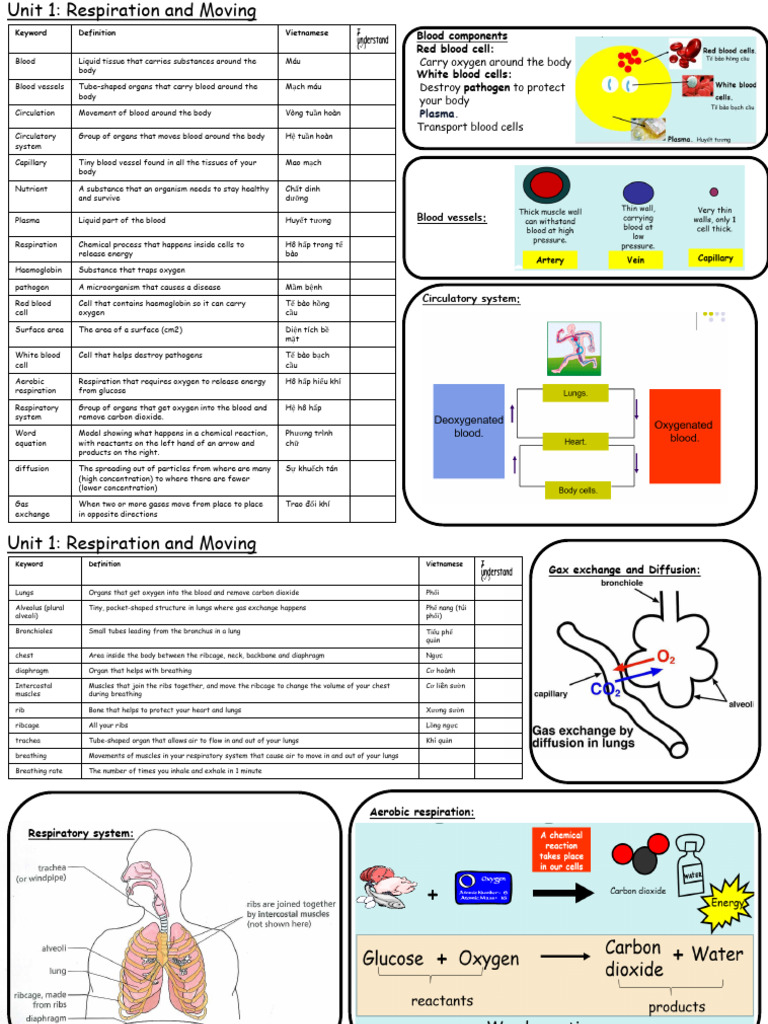 Respiration and Moving Knowledge Organiser | PDF | Respiratory System ...
