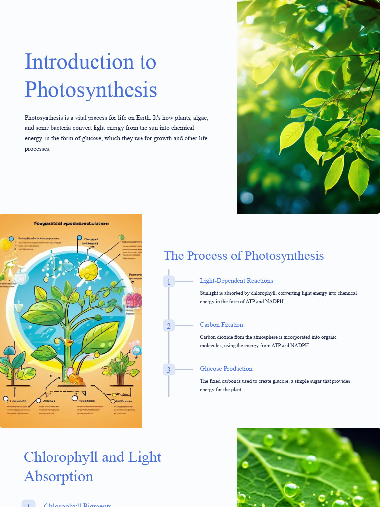 Science 1 | PDF | Photosynthesis | Photochemistry