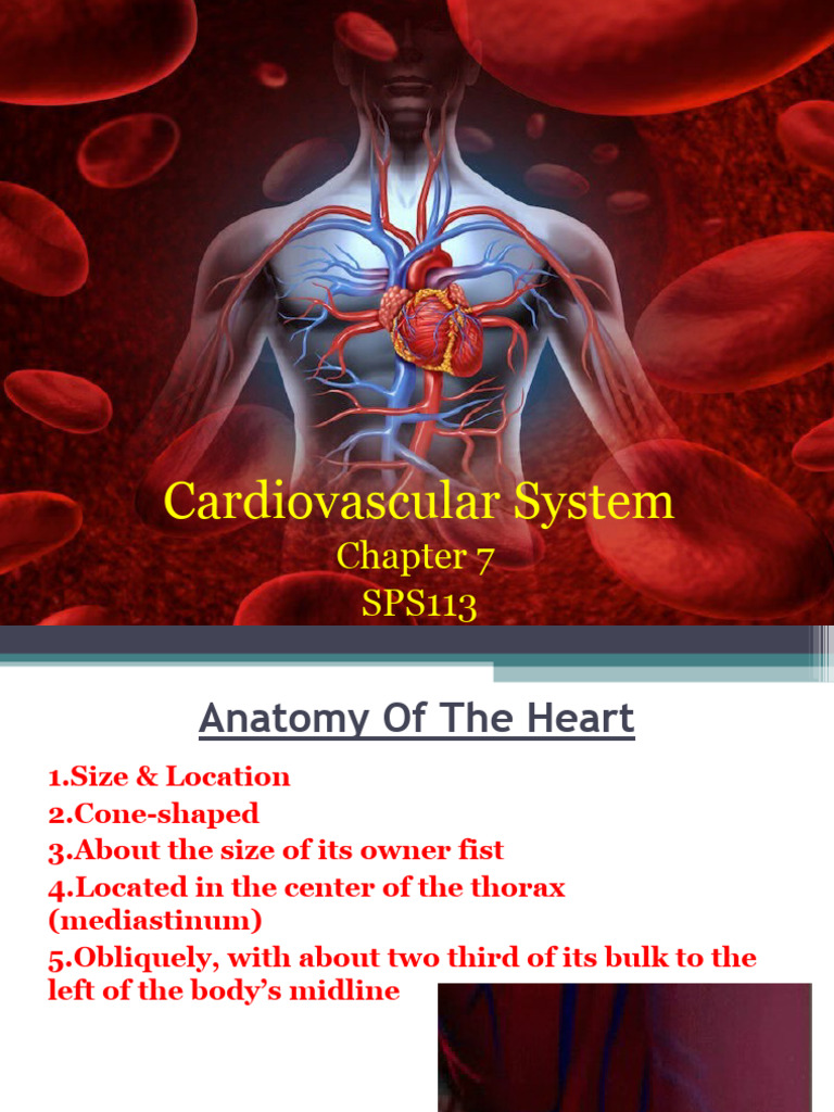 Chapter 7 - Cardiovascular System | PDF | Heart | Artery