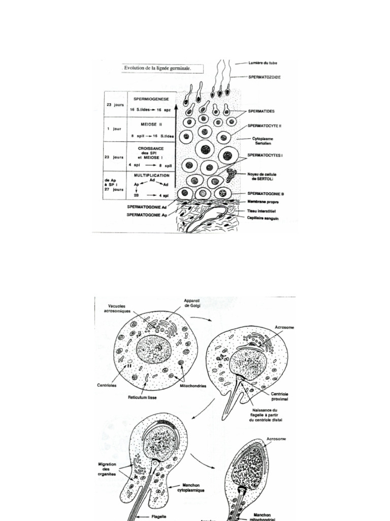Embryologie Tout Les Schémas | PDF