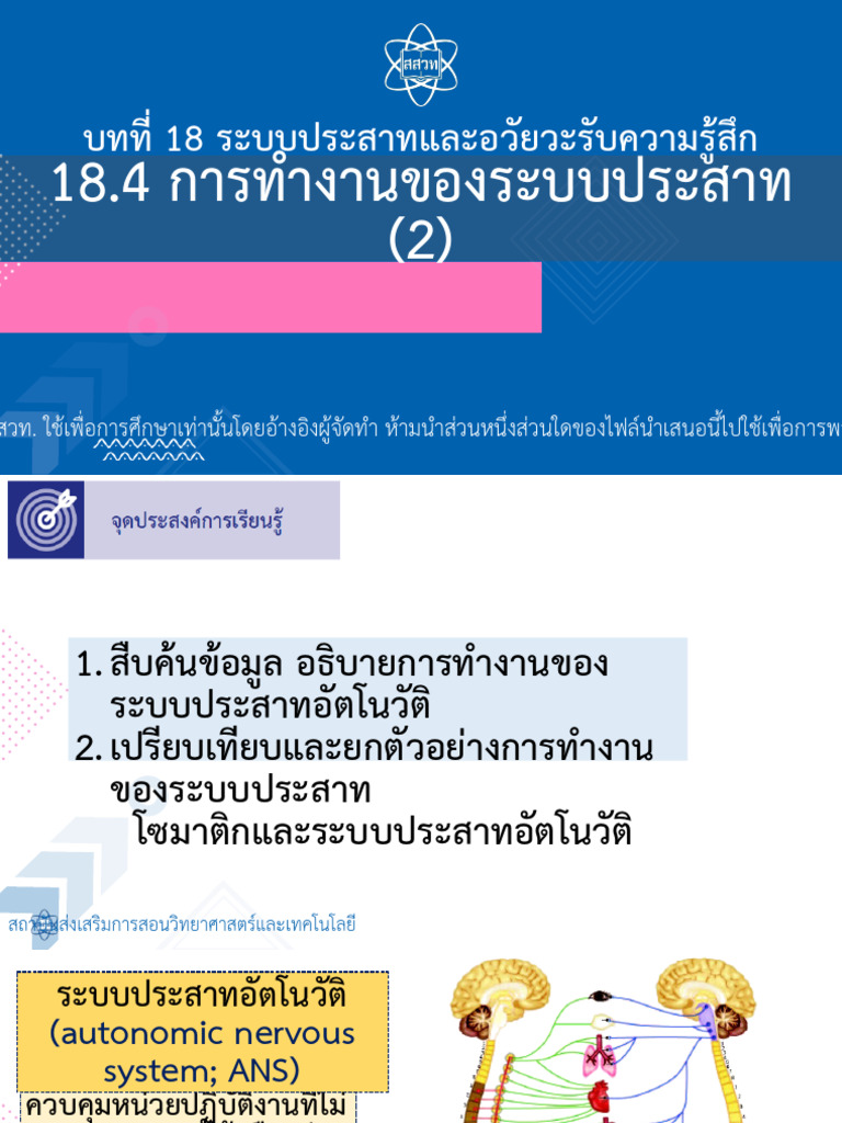 m6b5 18 4nervous System 007 PPT | PDF