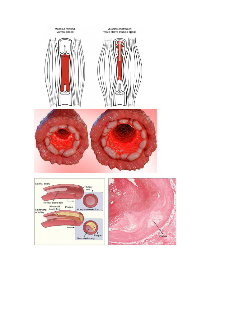 Flujo Arterial y Presion Sanguinea | PDF