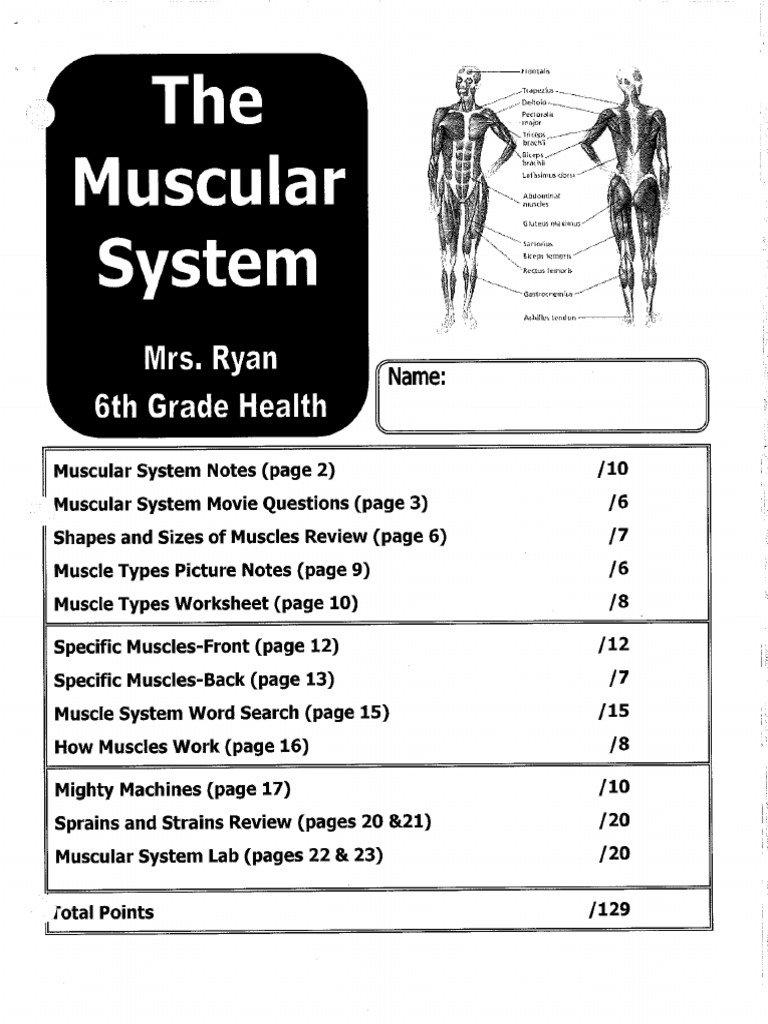 Muscular Packet PDF | PDF