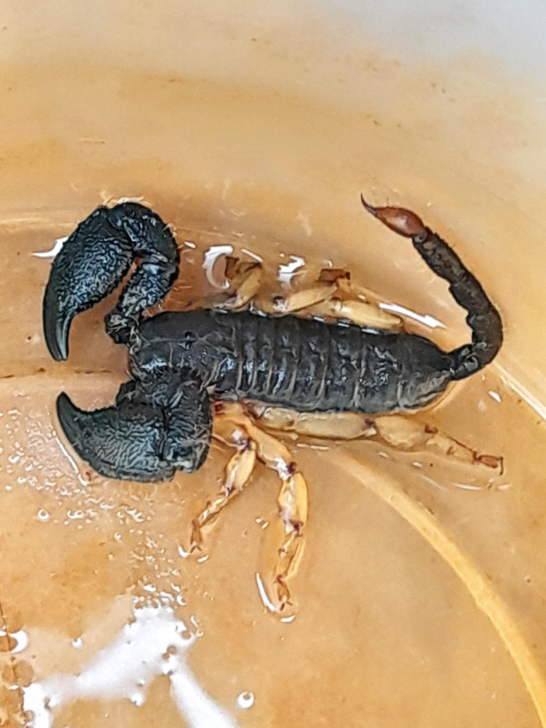 Types of Scorpions You Need To Protect Yourself From | PDF