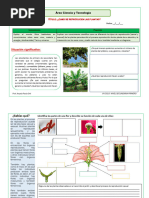 Ficha N°29 Sistema Reproductor en Las Plantas | PDF | Flores | Reproducción
