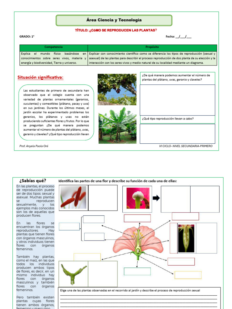 Cómo Se Reproducen Las Plantas | PDF | Reproducción | Plantas