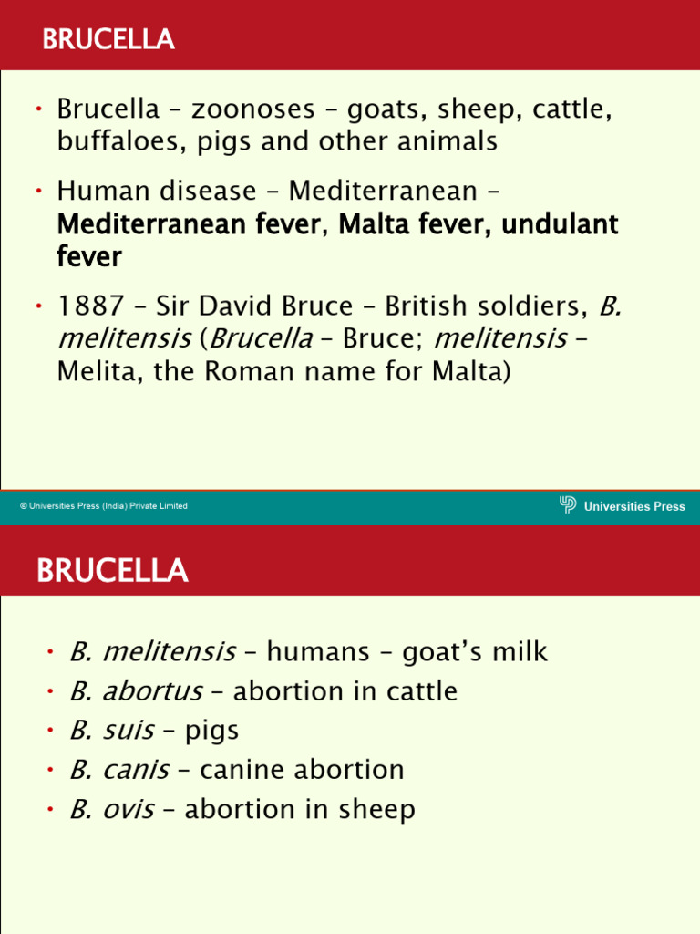 BRUCELLA | PDF | Serology | Microbiology