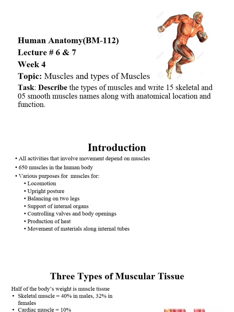 muscles and types | Download Free PDF | Muscle | Skeletal Muscle