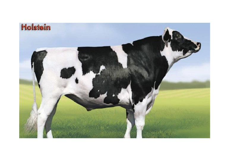 Vaca Holstein Pdf