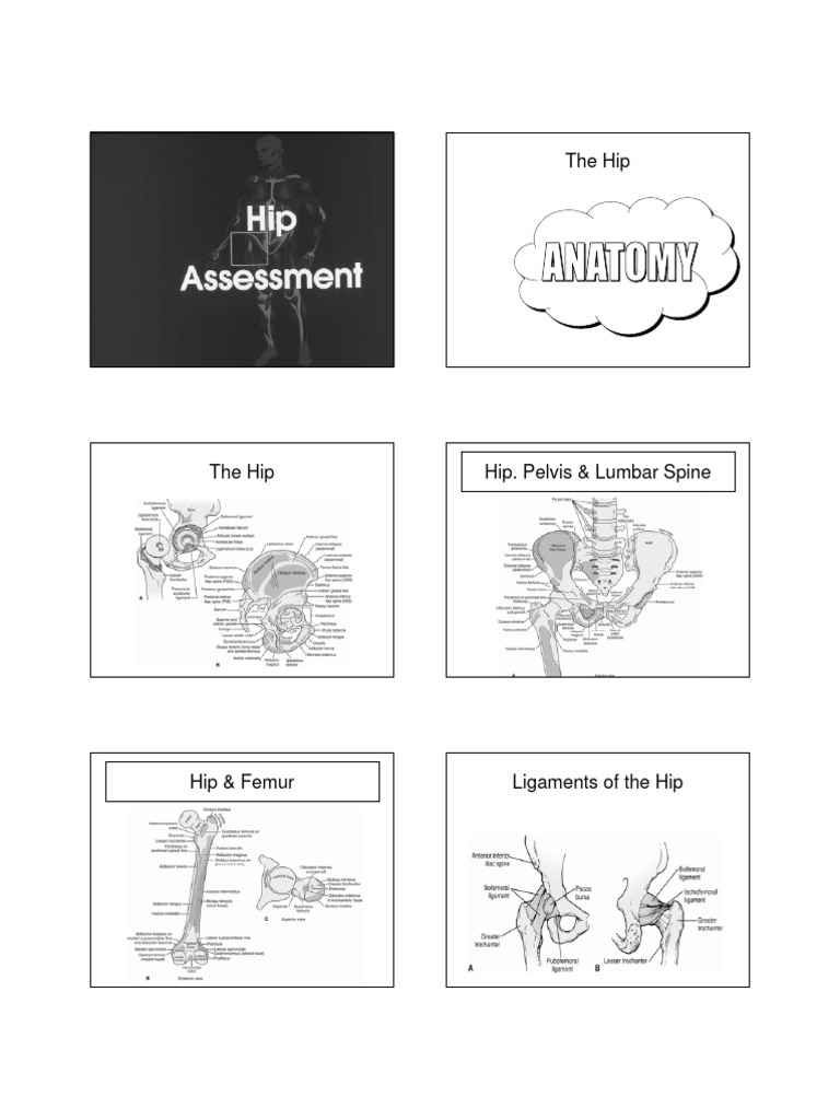 Assessment of The Hip. Student PDF | PDF | Human Leg | Hip