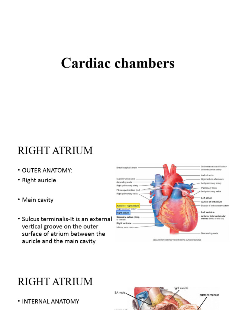 Heart Anatomy - | PDF