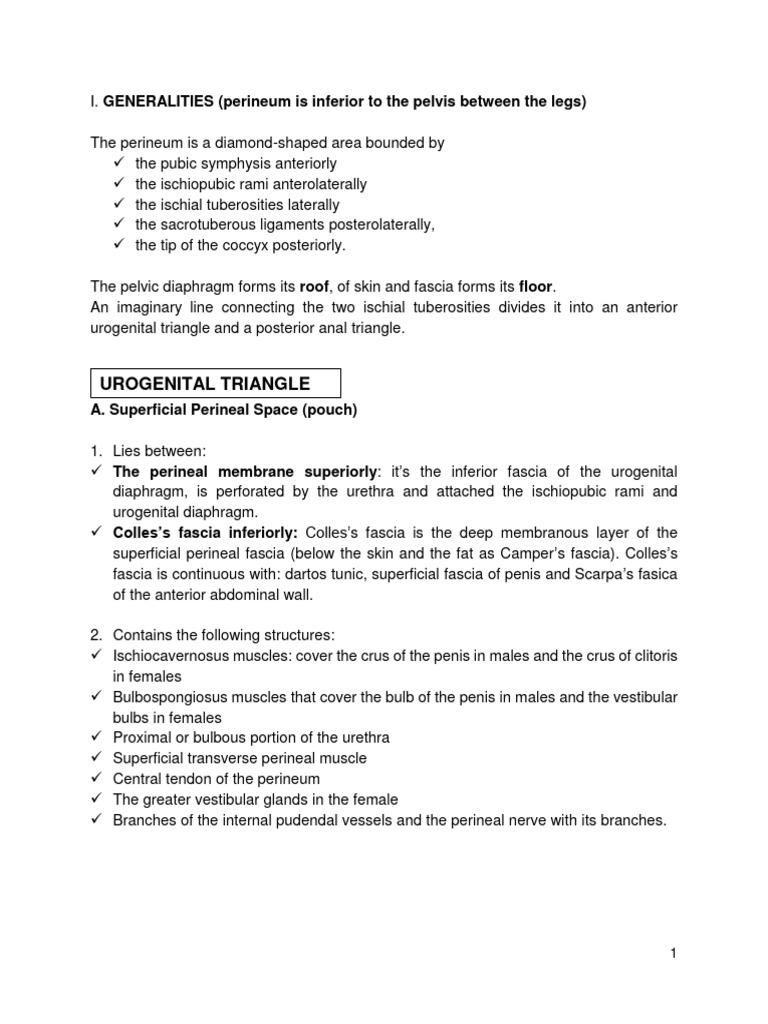 ANATOMY OF THE PERINEUM - Abdo | PDF | Clitoris | Labia