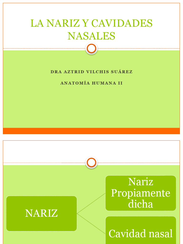 Nariz y Cavidades Nasales | PDF | Nariz humana | Rasgos faciales
