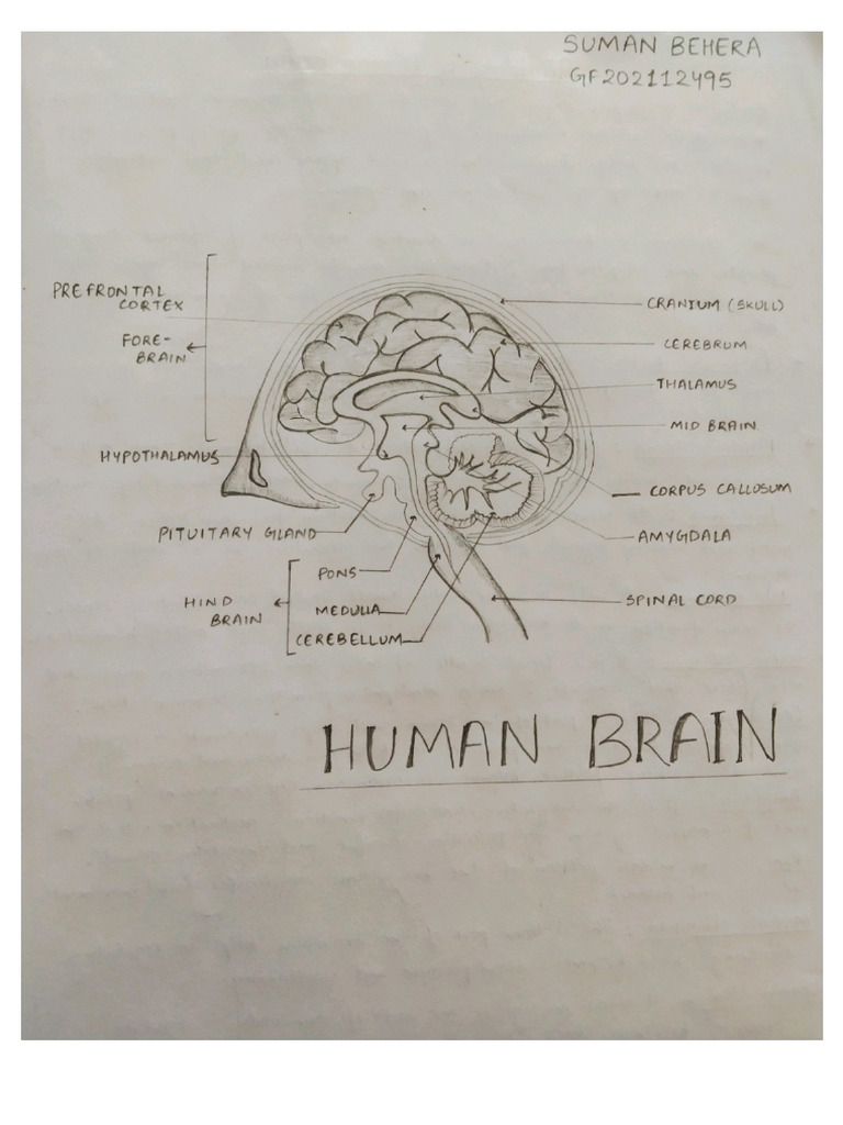 Assignment Brain Anatomy | PDF