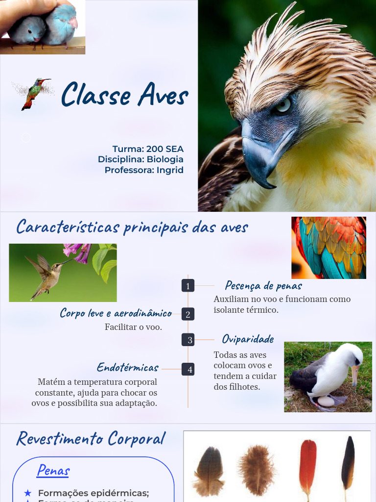 Classe Aves.pptx (1) | PDF | Aves | Corpo humano