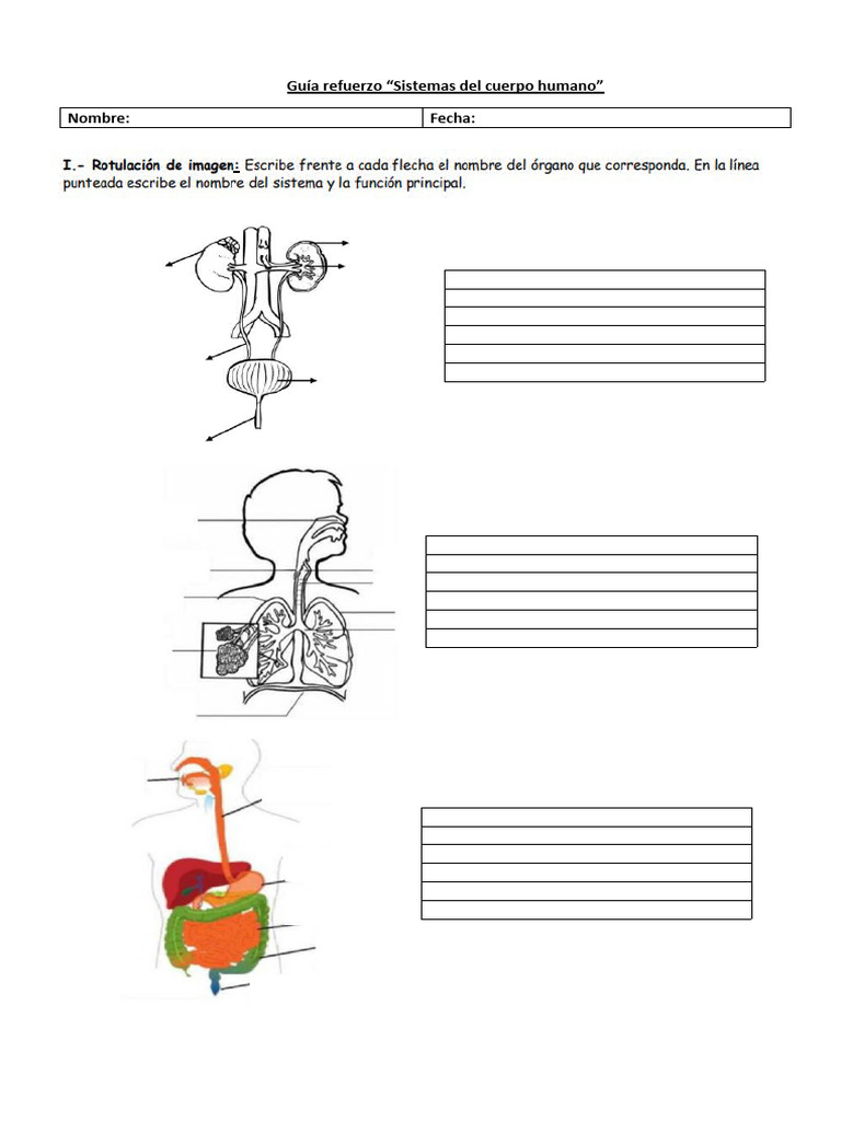 Guia Sistemas Cuerpo Humano | PDF | Sangre | Sistema circulatorio