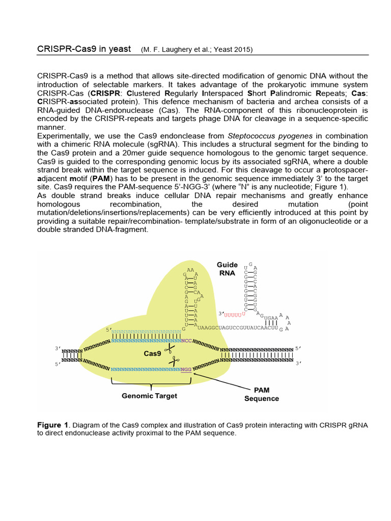 14 CRISPR-Cas Protocol | PDF | Crispr | Molecular Cloning