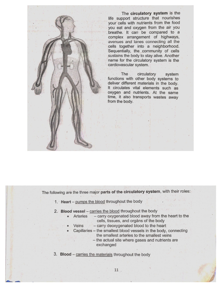 Circulatory System Pdf