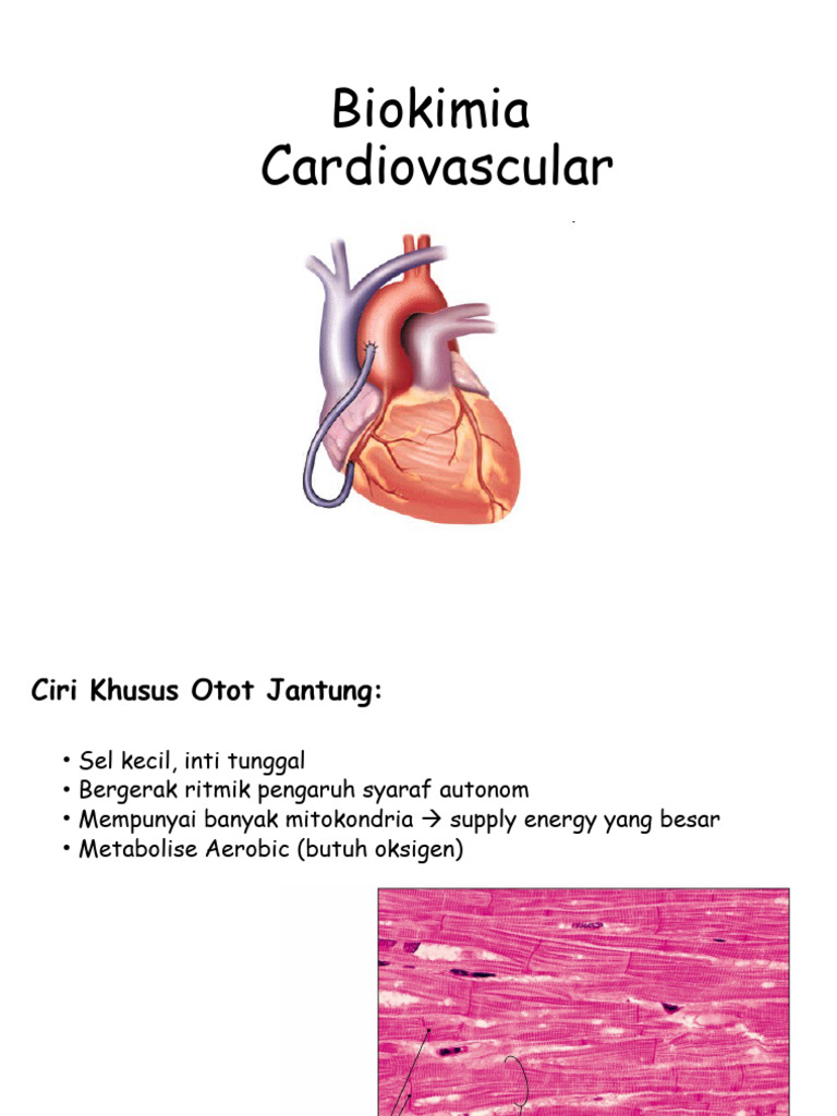 Biokimia Jantung | PDF
