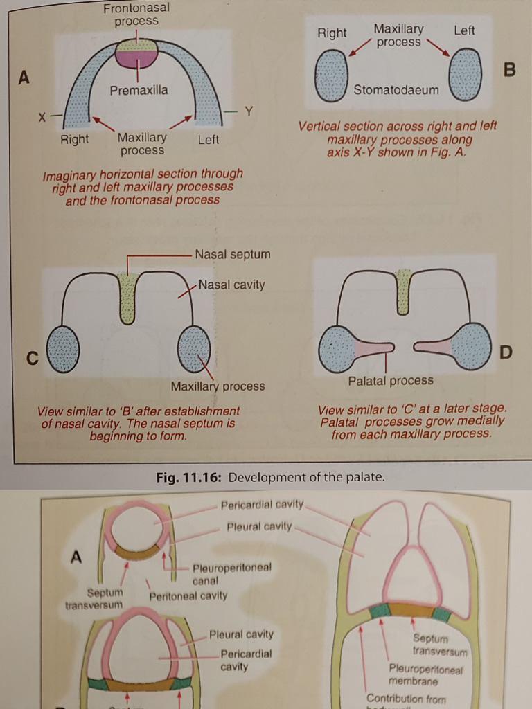 Embryo Models Key | PDF