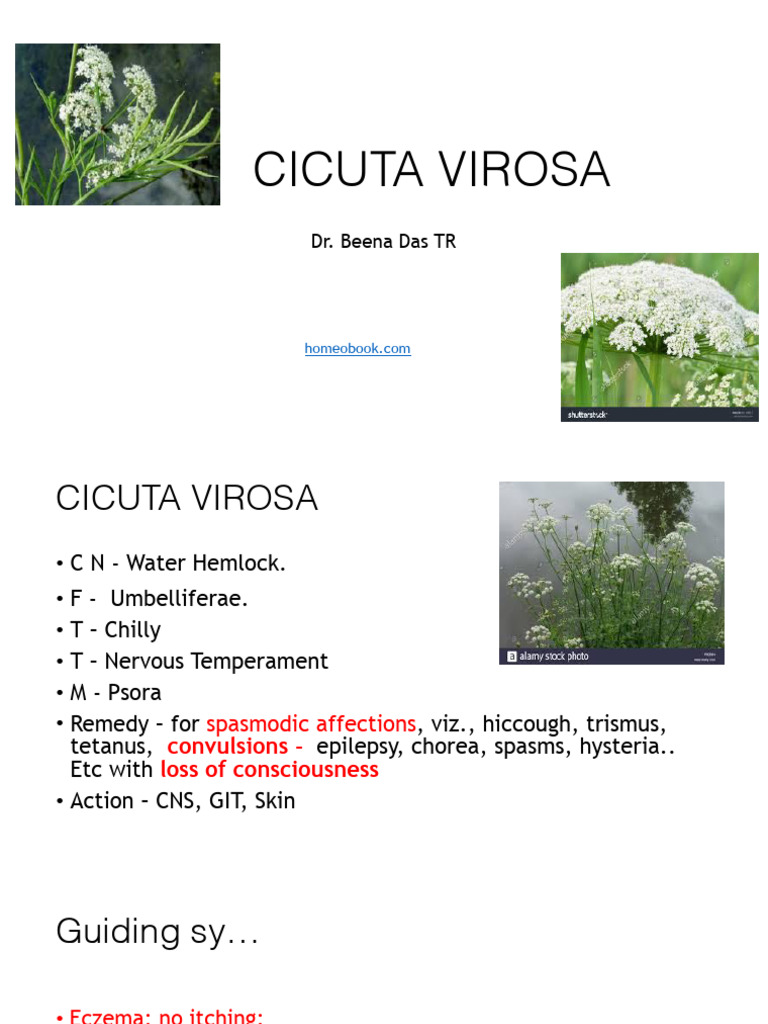 CICUTA VIROSA Beenadas | PDF | Clinical Medicine | Medical Specialties