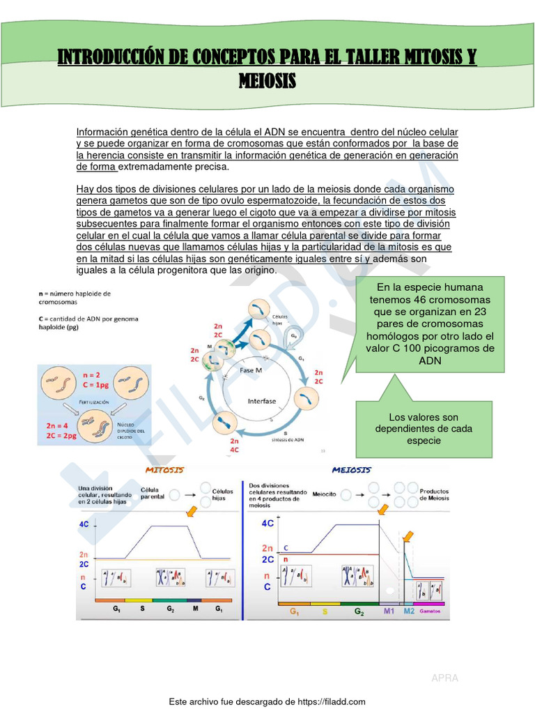 Mitosis y meiosis | Descargar gratis PDF | Mitosis | Mitosis