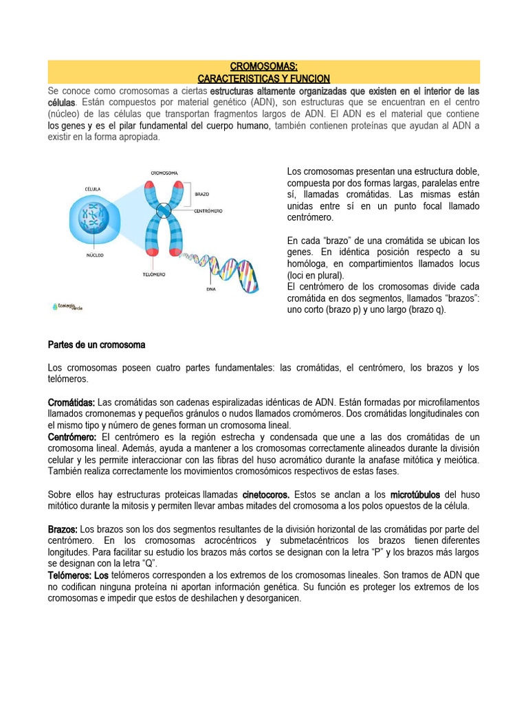 CROMOSOMAS | PDF | Cromosoma | Mitosis