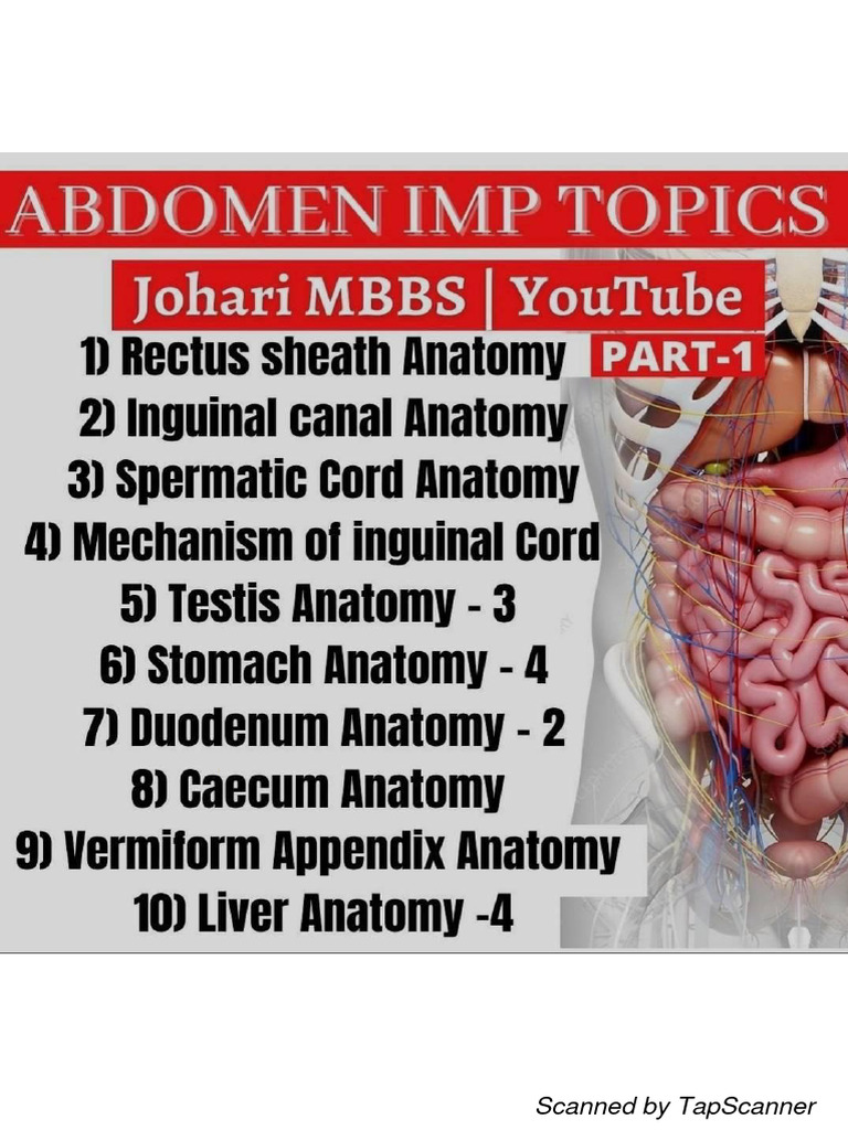 Abdomen Anatomy L Johari Mbbs | PDF
