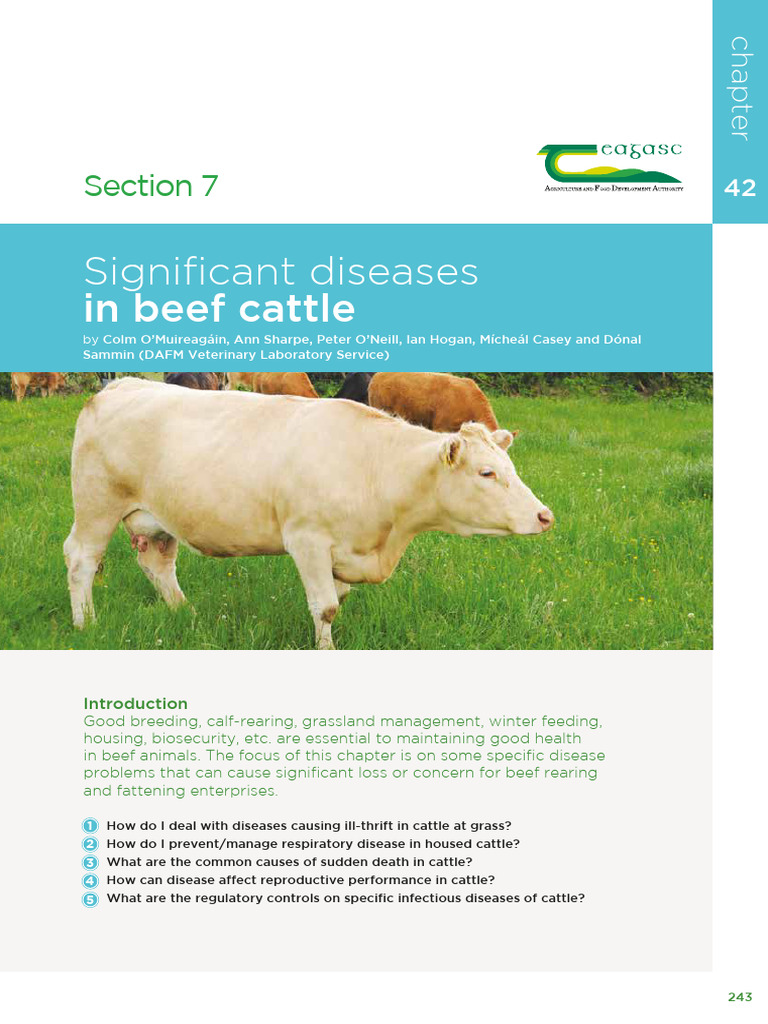 Significant Diseases of Beef Cattle | PDF | Miscarriage | Infection