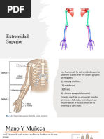 Anatomía de las Falanges en Veterinaria | PDF | Sistema esquelético ...