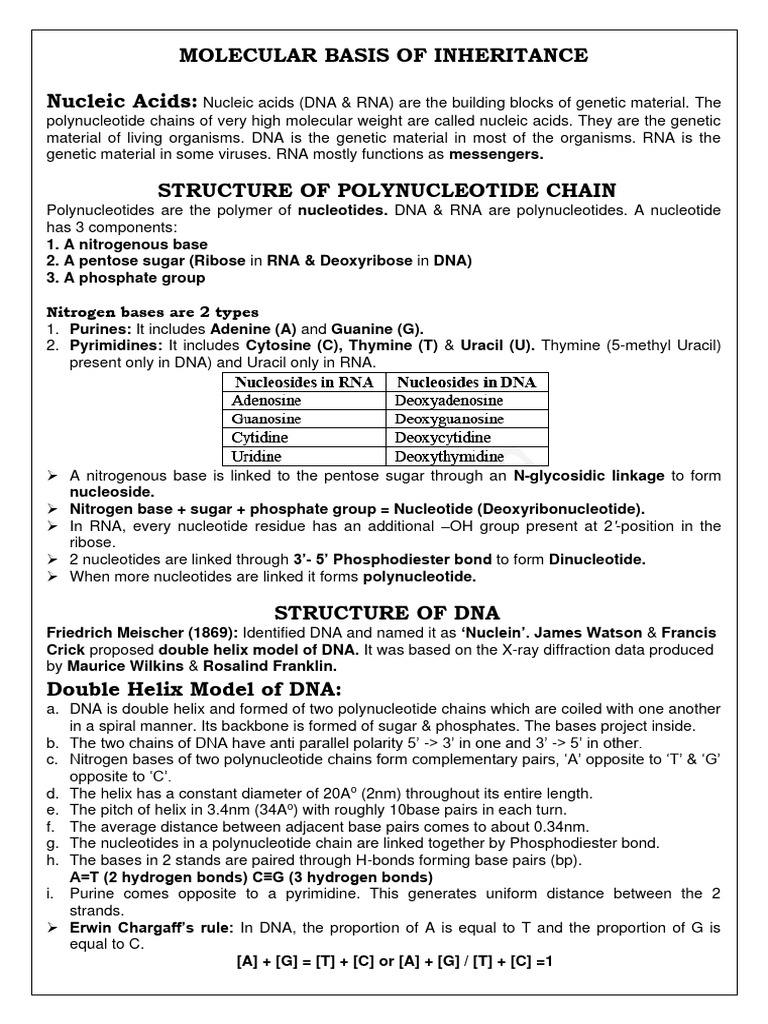 Molecular Basis of Inheritance - Final | PDF | Operon | Dna