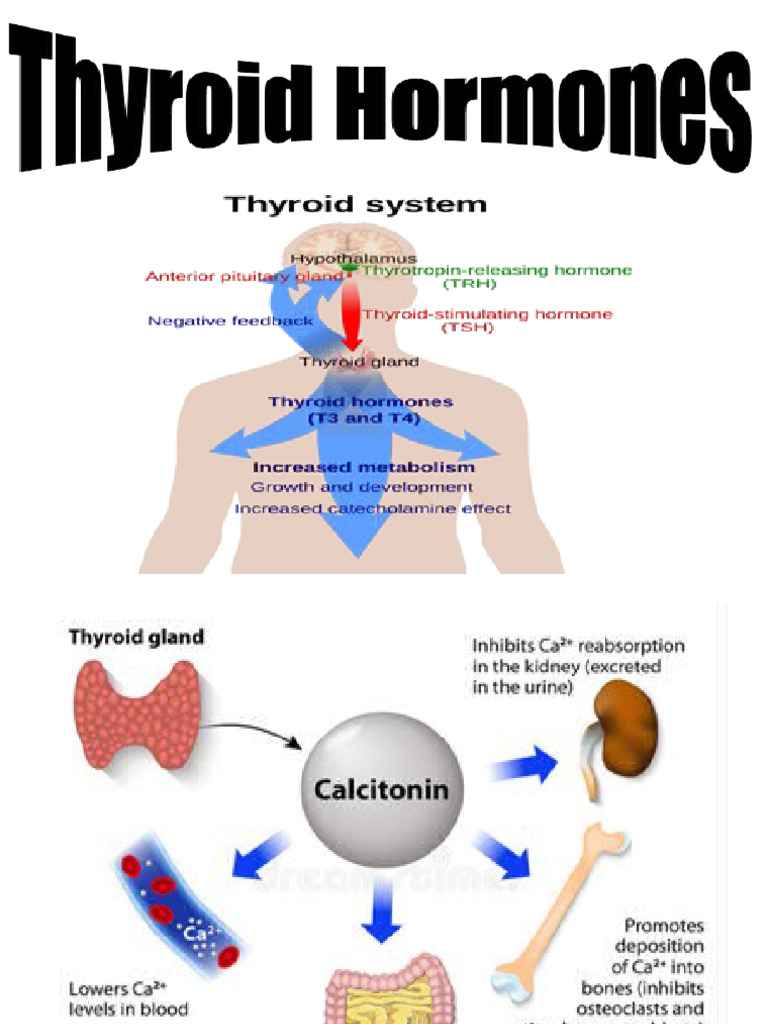 Thyroid Hormones | PDF | Thyroid | Hypothyroidism