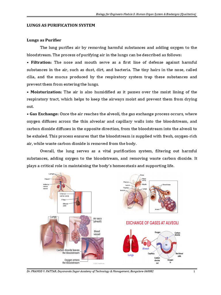 Biology For Engineers-Module 3 - Lungs As A Purification System - Notes ...