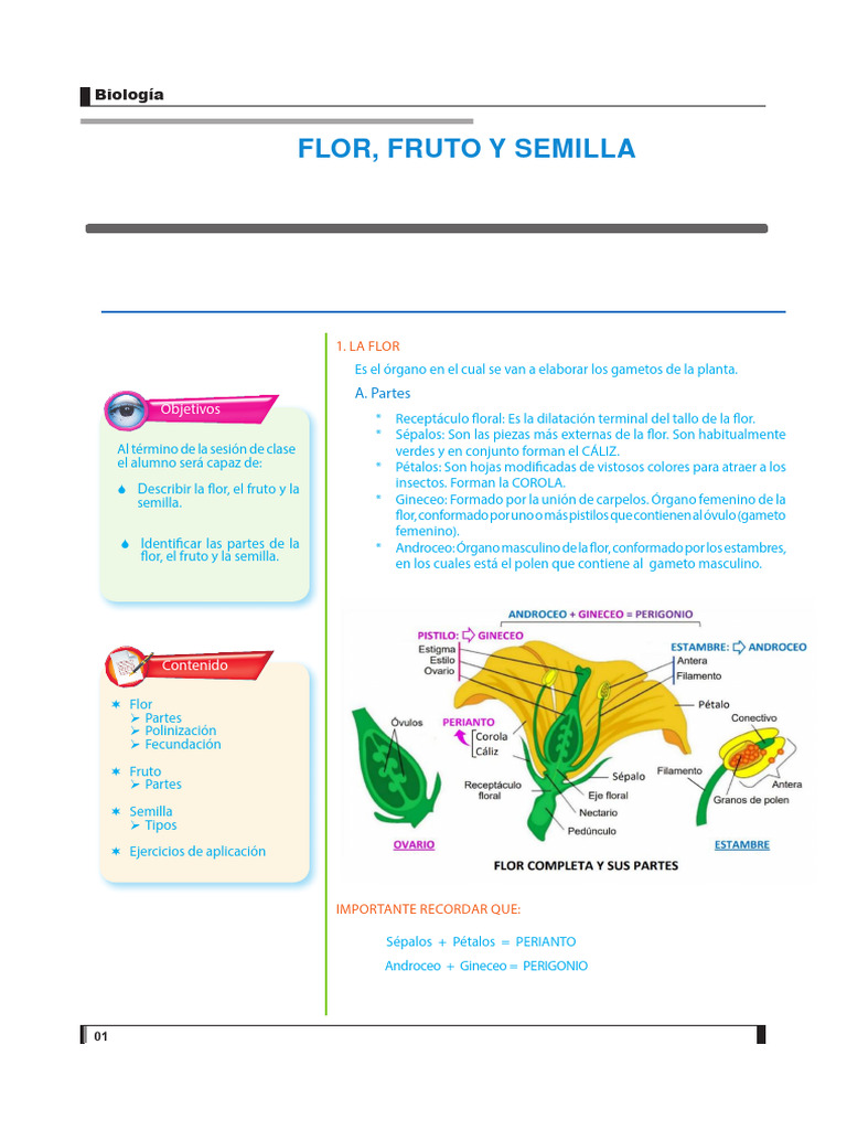 Partes de la flor, fruto y semilla | PDF | Flores | Germinación
